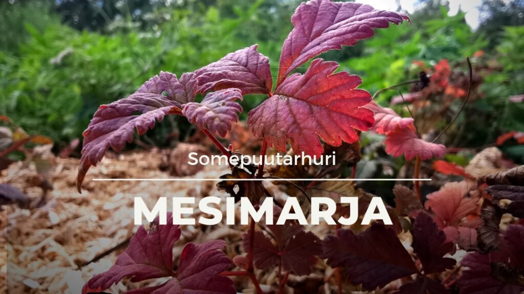 Maailman paras mesimarja - Kotipuutarha