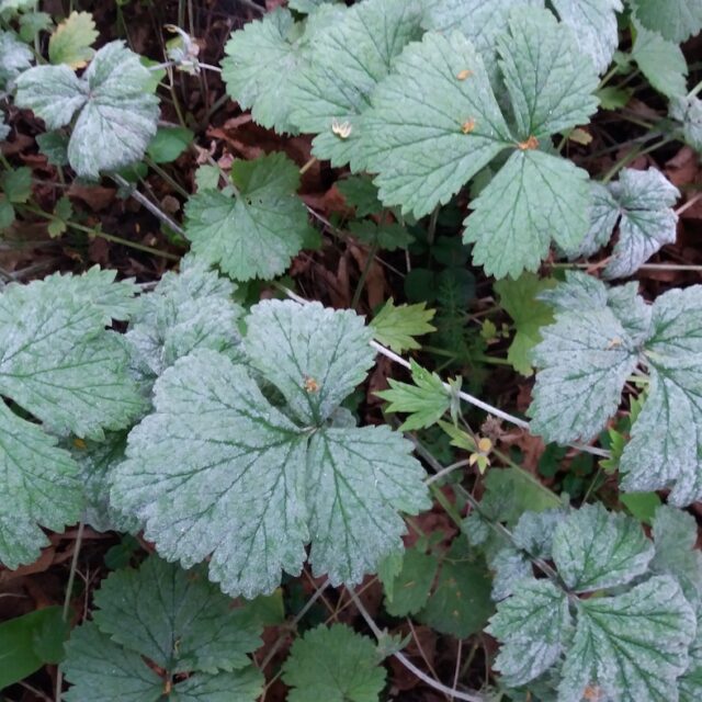 Karviaisten kasvatus - Kotipuutarha