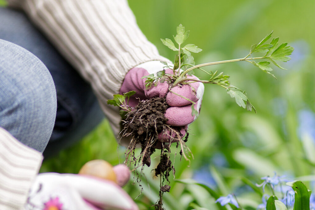 Rikkakasvit - Kotipuutarha