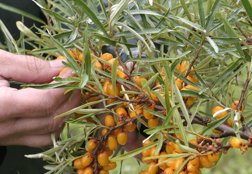 Tyrnin kasvatus ja sadonkorjuu - Kotipuutarha