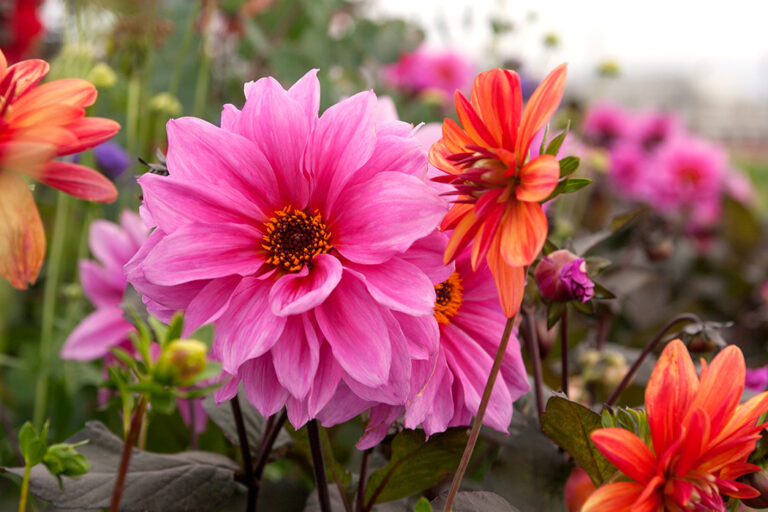 Daaliat - Kotipuutarha