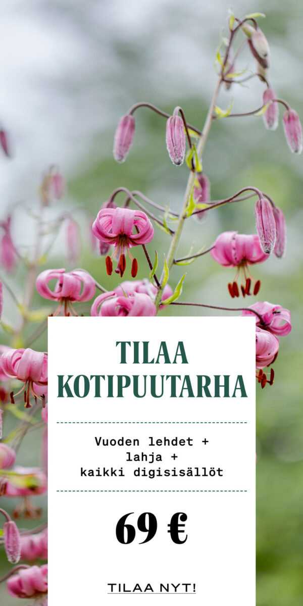 Upea daaliatarha - Kotipuutarha