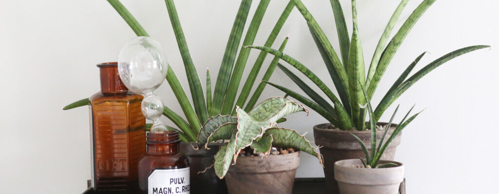 Etusivu - Kotipuutarha