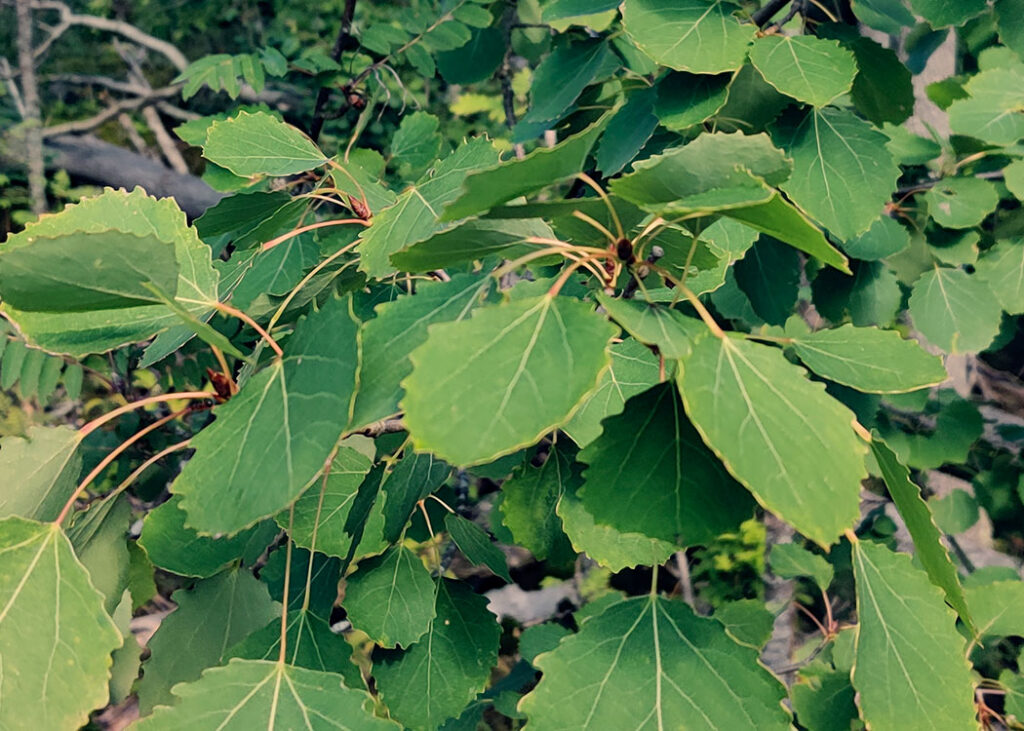 Haapa - Kotipuutarha