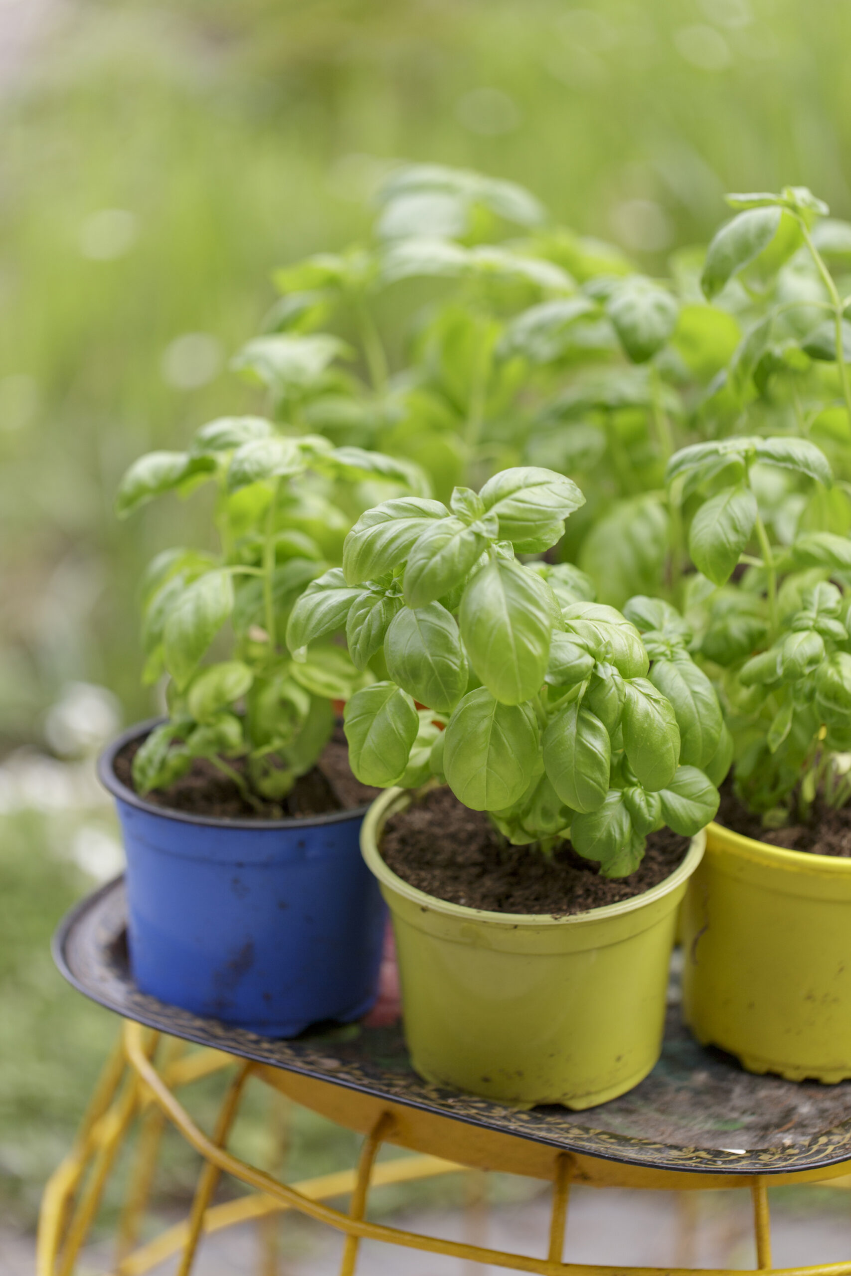 Basilikan kasvatus siemenestä - Kotipuutarha