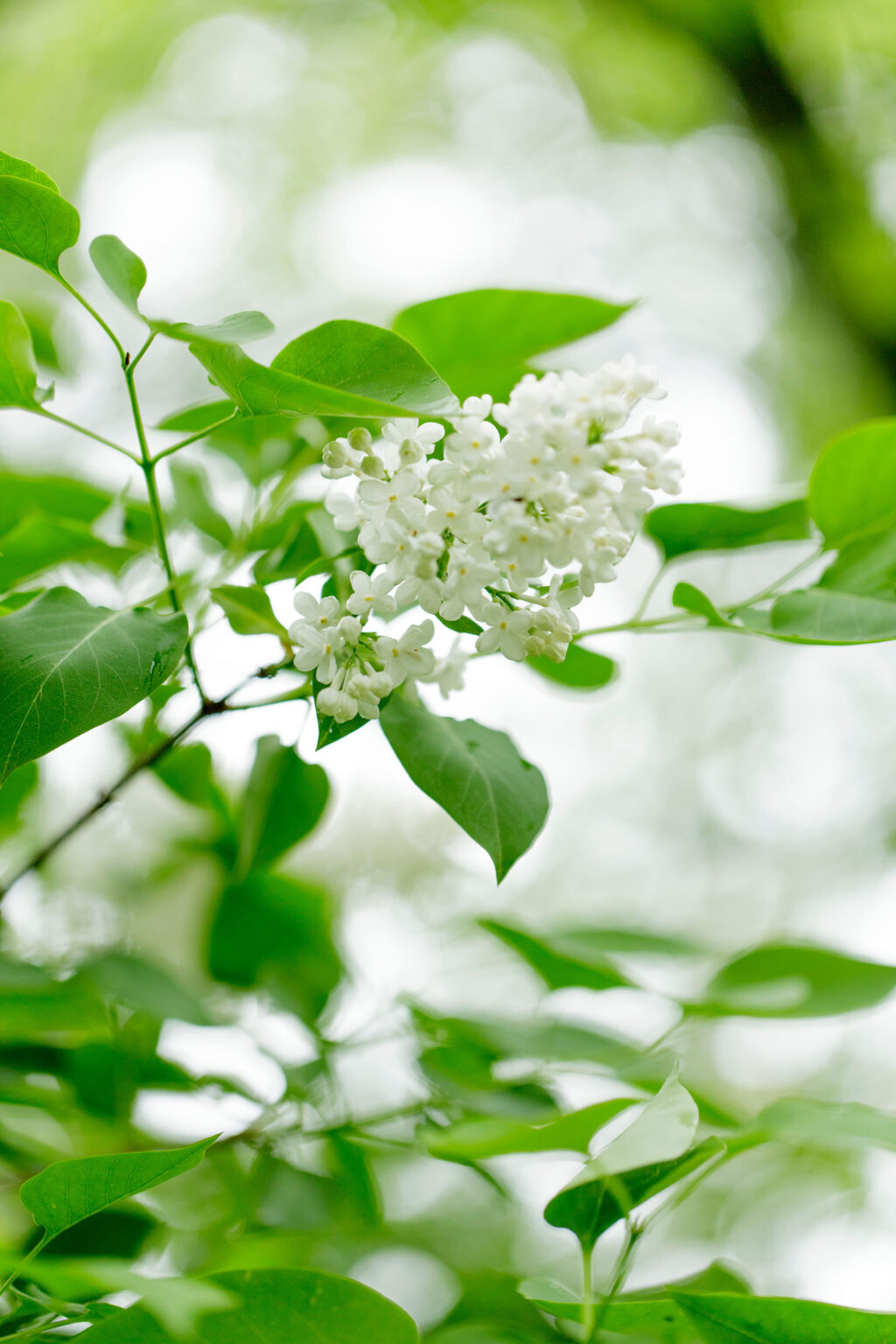 Syreenit - Kotipuutarha