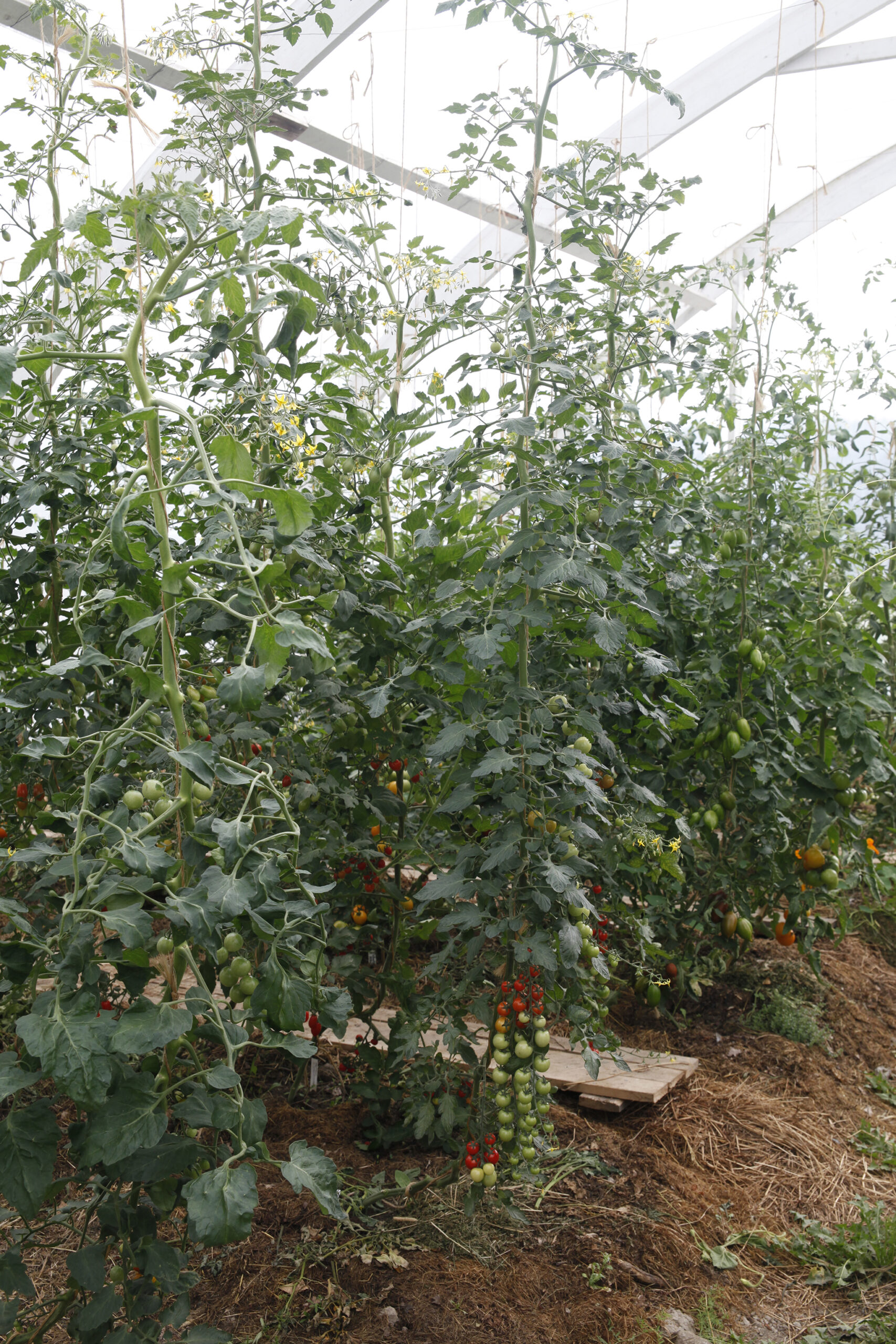 Tomaatin kasvatus - Kotipuutarha