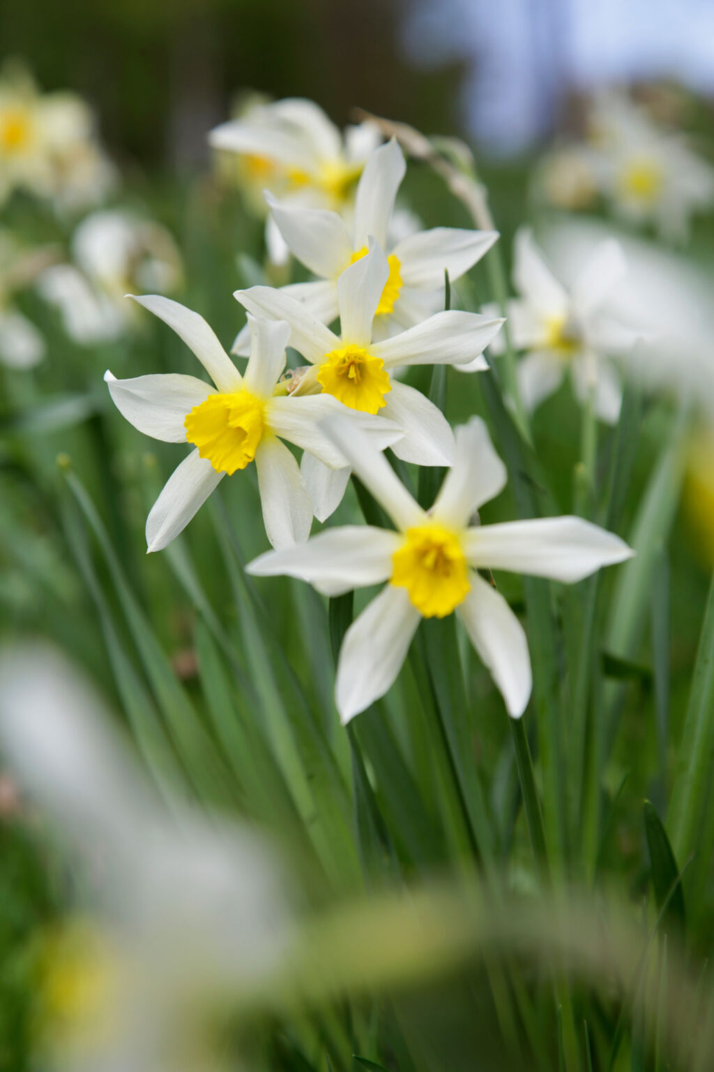 Narsissit - Kotipuutarha