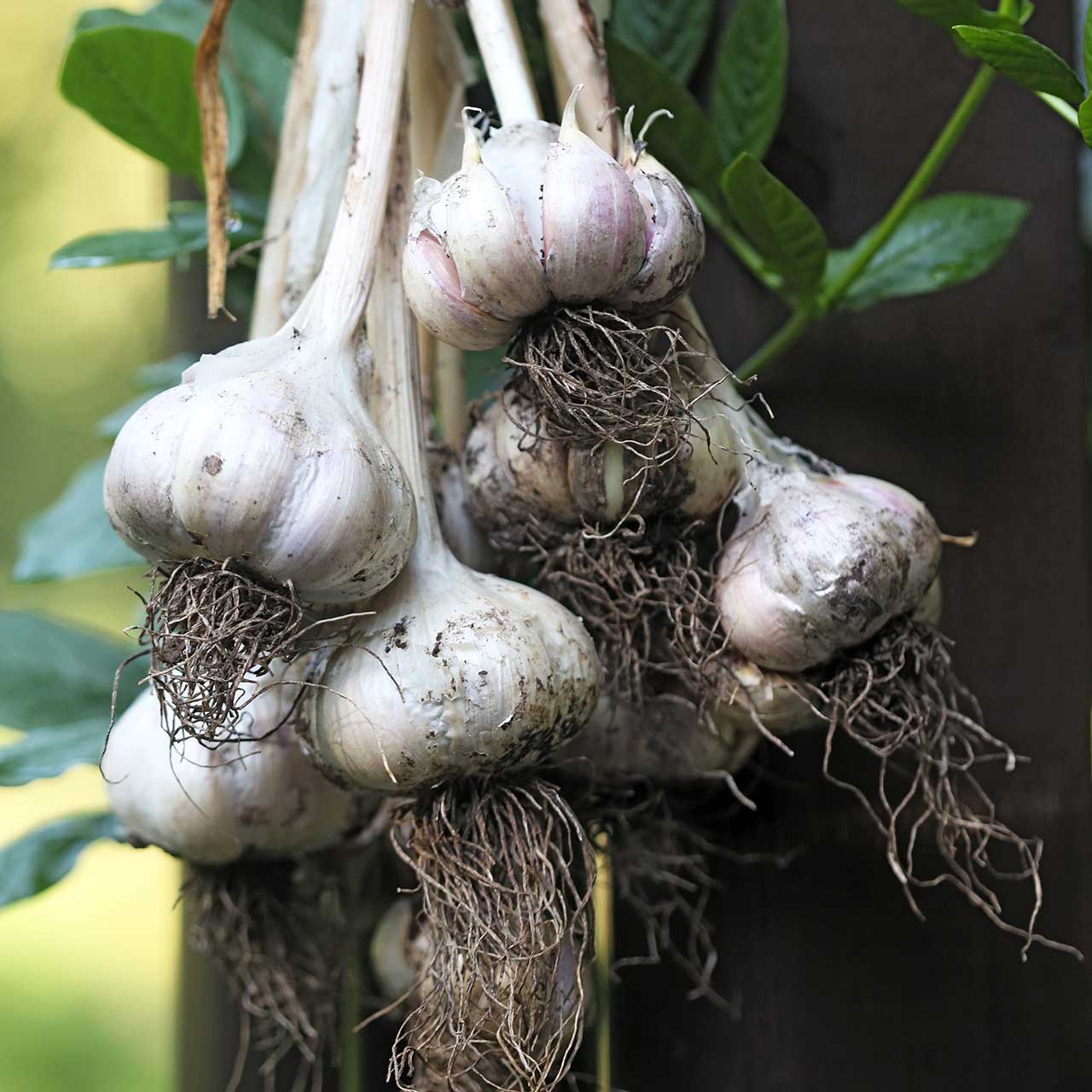 Valkosipulin kasvatus - Kotipuutarha