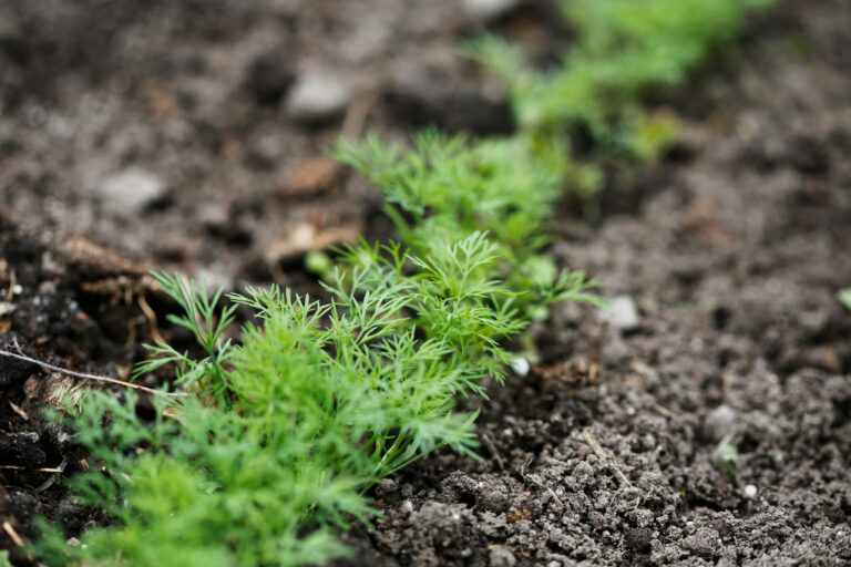 Tilli - Kotipuutarha