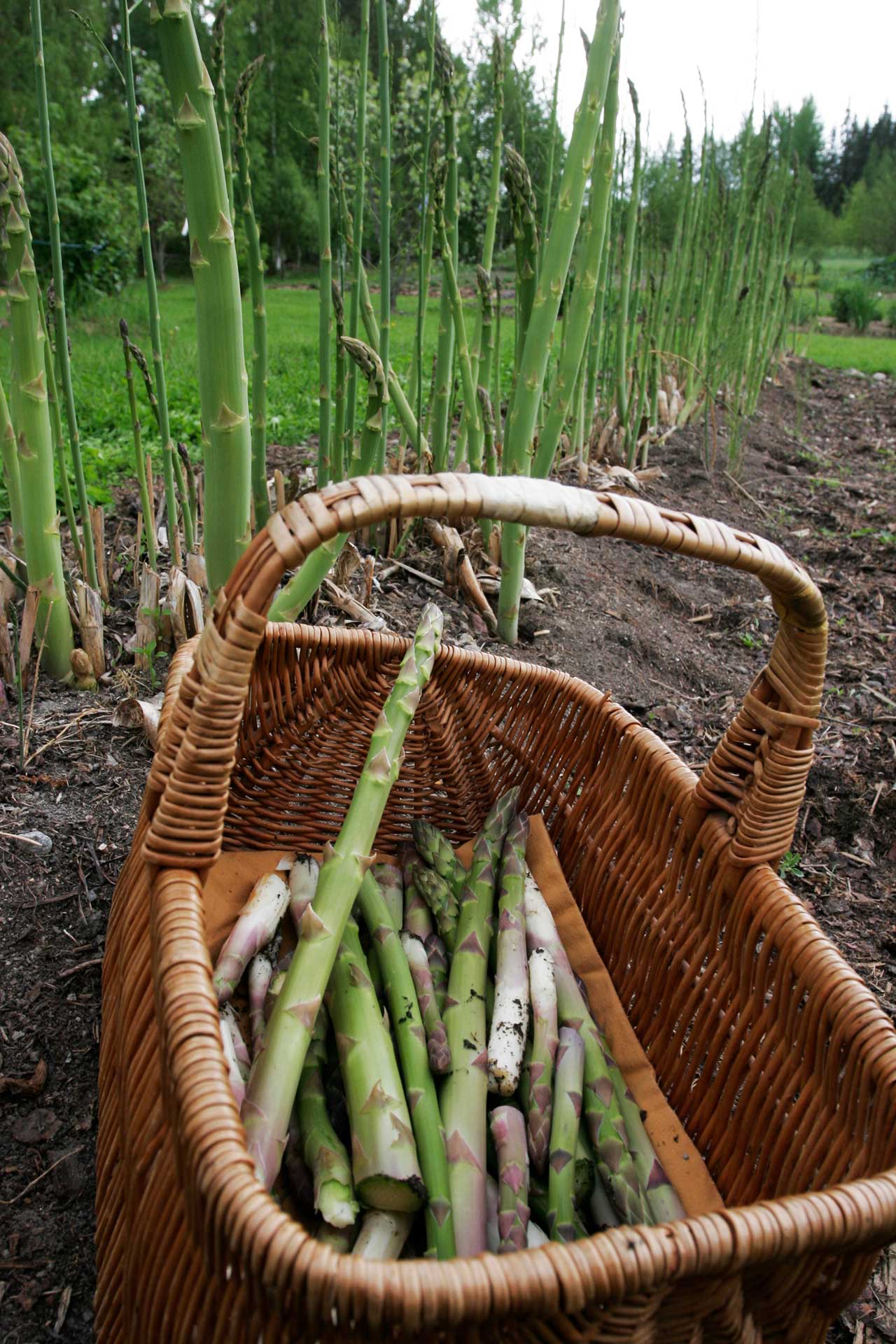 Parsa - Kotipuutarha