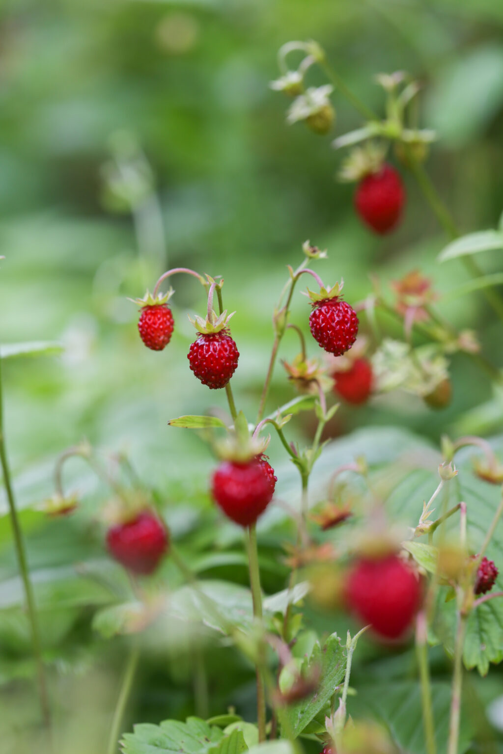 Paljon satoa pieneltä alalta - Kotipuutarha