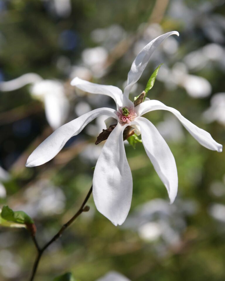 Magnoliat - Kotipuutarha