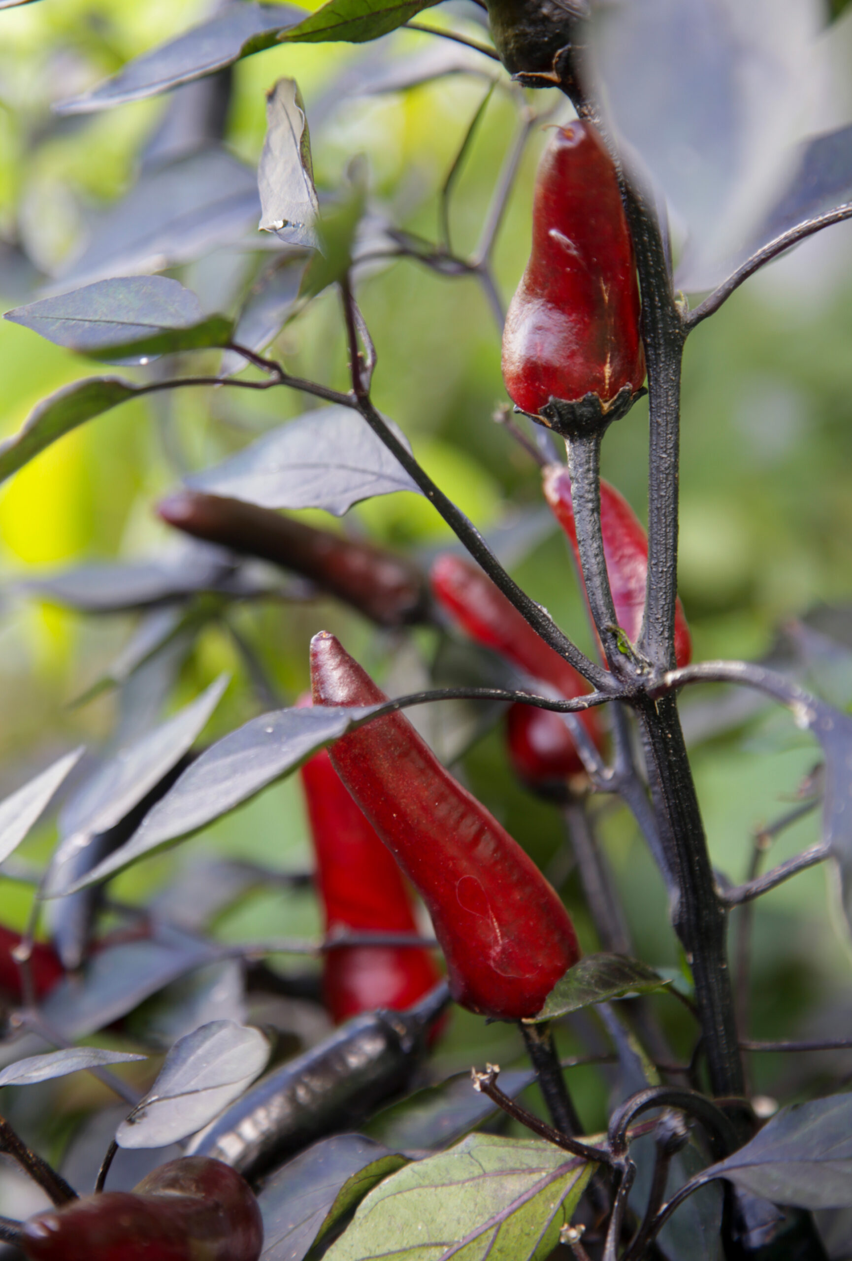 Viljele parvekkeella - Kotipuutarha