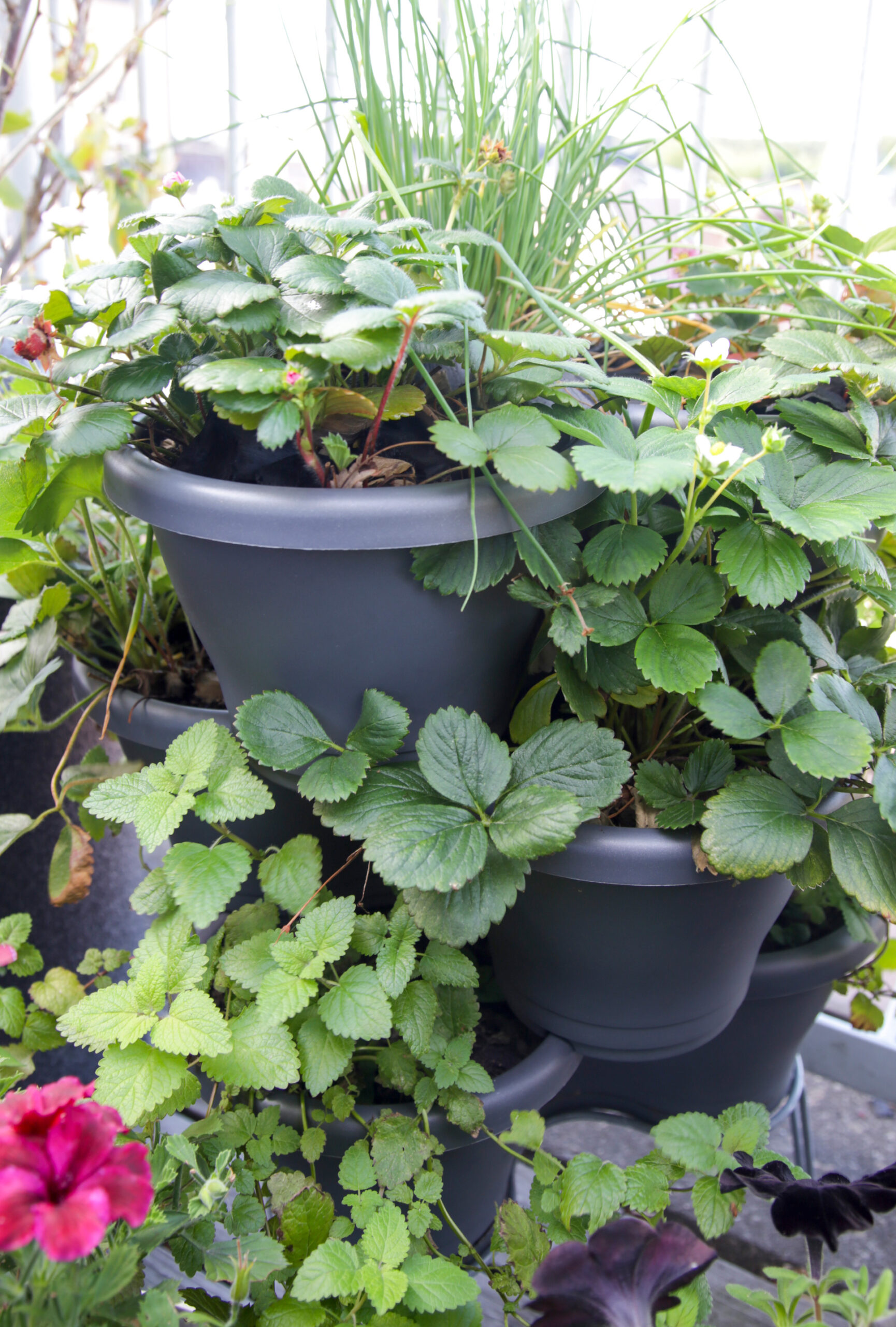 Viljele parvekkeella - Kotipuutarha