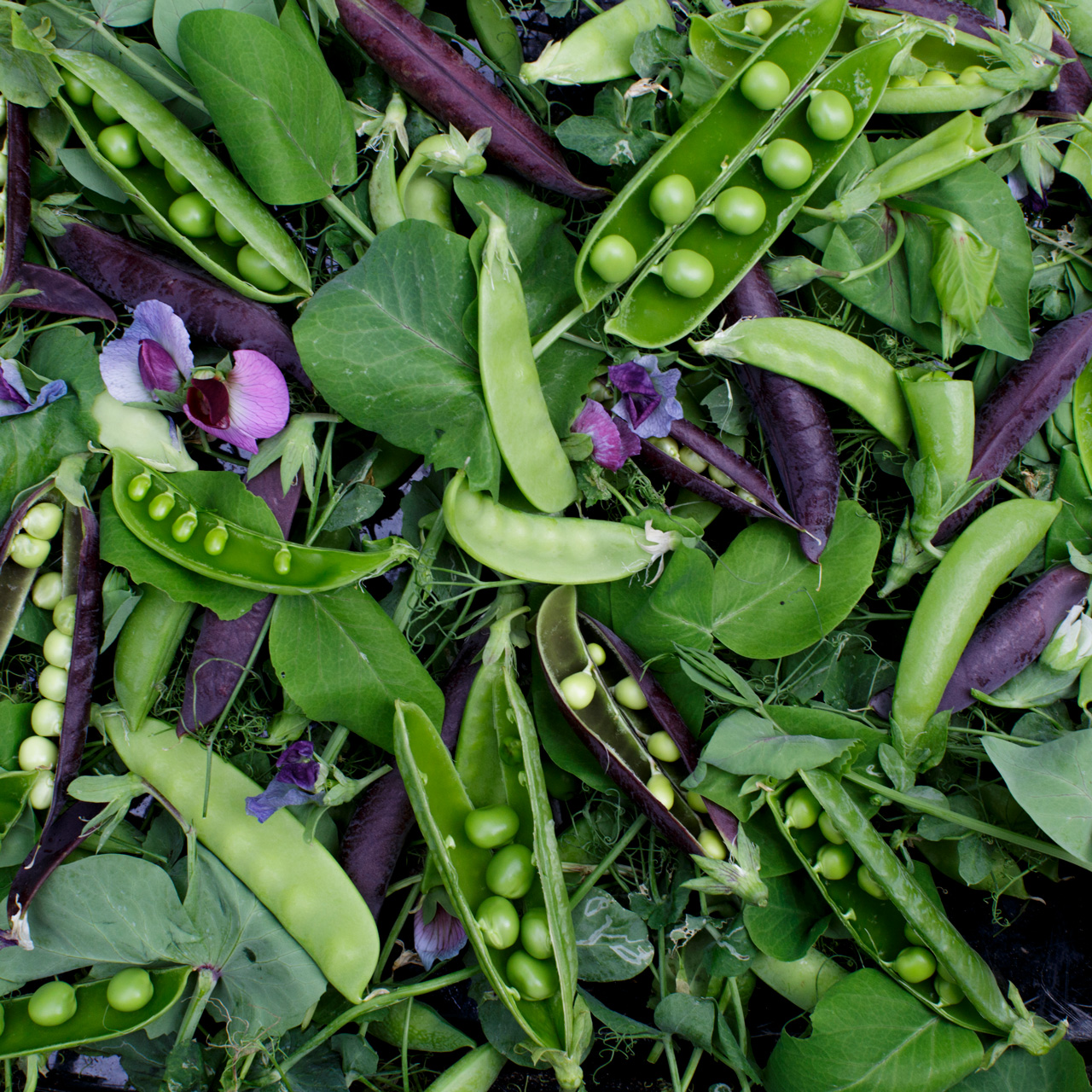 Kasvimaa ja lavatarha arkistot - Kotipuutarha