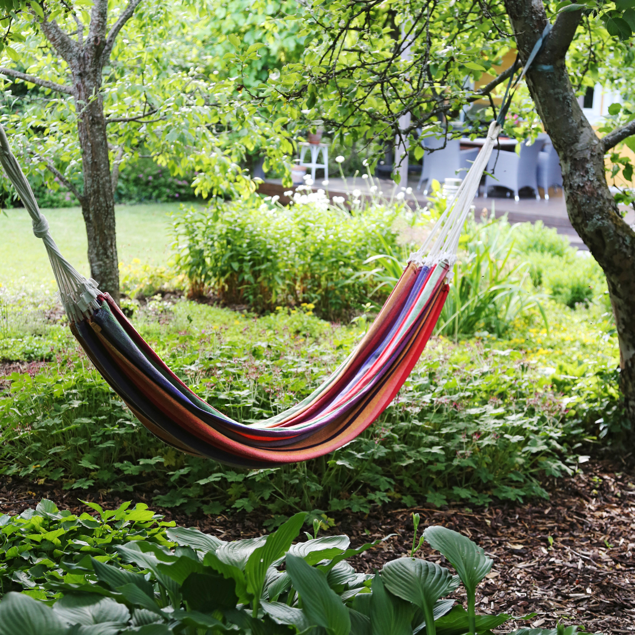 Havukasveja puutarhaan - Kotipuutarha