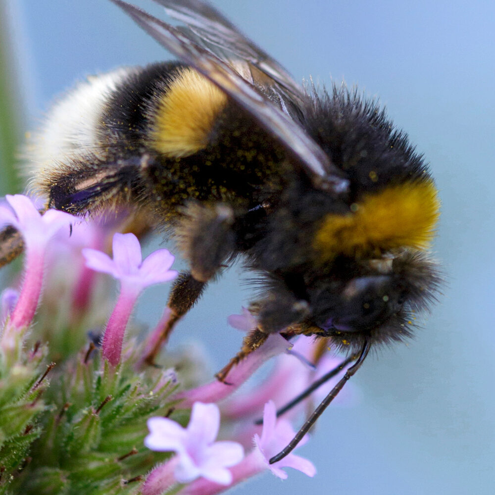 Timjami - Kotipuutarha