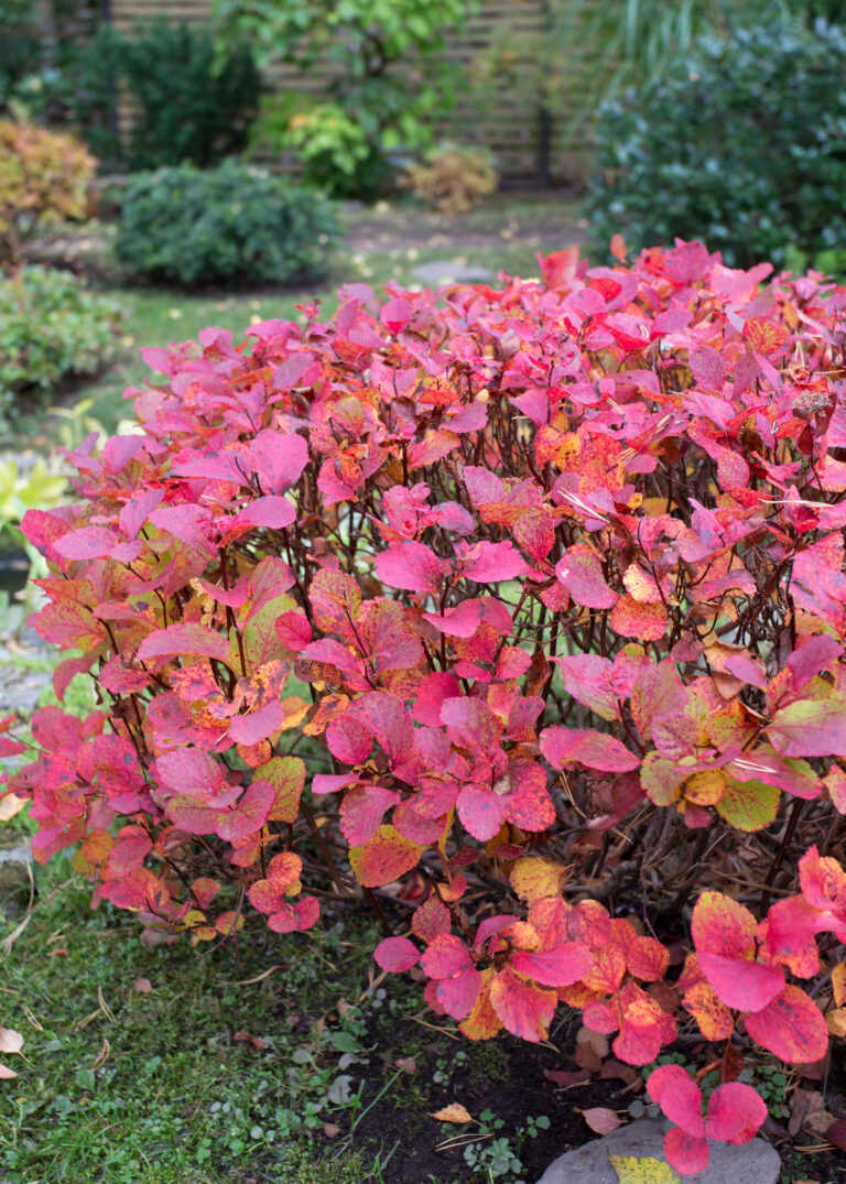 Uudista kasviryhmiä syksyllä - Kotipuutarha