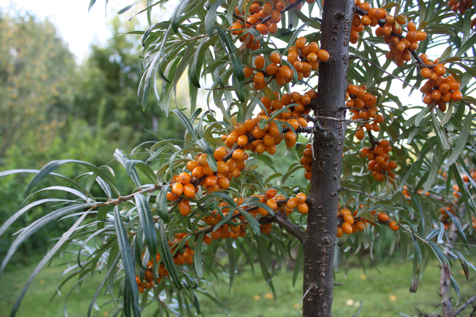 Tyrnin kasvatus ja sadonkorjuu - Kotipuutarha