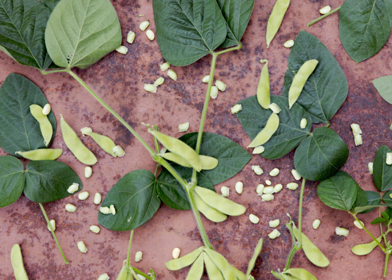 Uusin lehti - Kotipuutarha