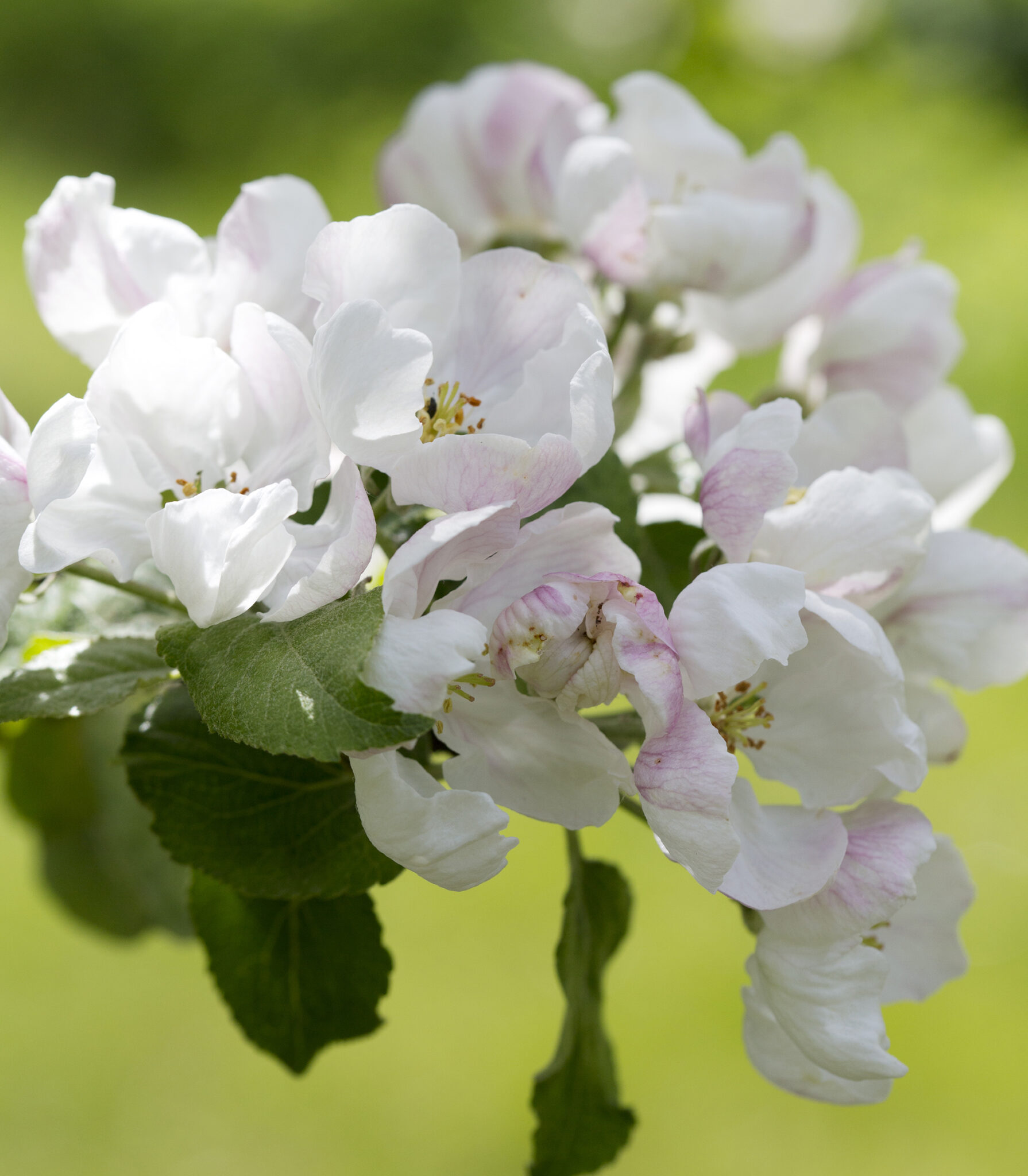Omenapuun kasvatus - Kotipuutarha