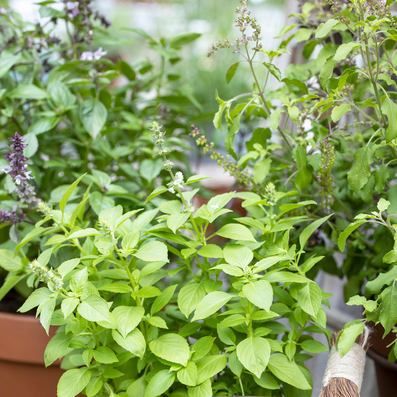 Havukasveja puutarhaan - Kotipuutarha