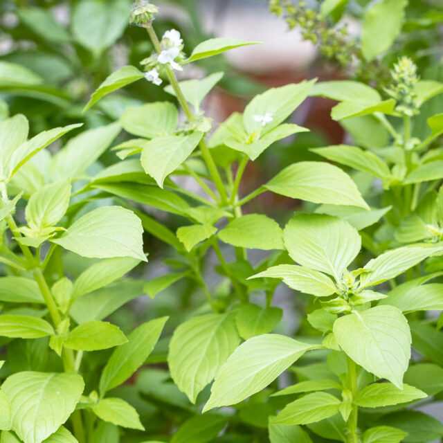 Timjami - Kotipuutarha