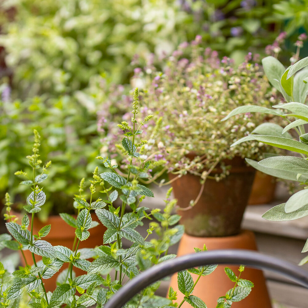 Timjami - Kotipuutarha