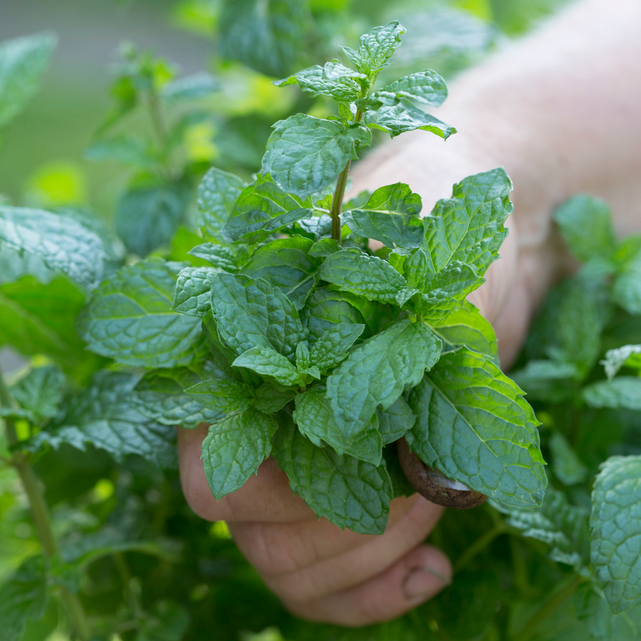 Havukasveja puutarhaan - Kotipuutarha