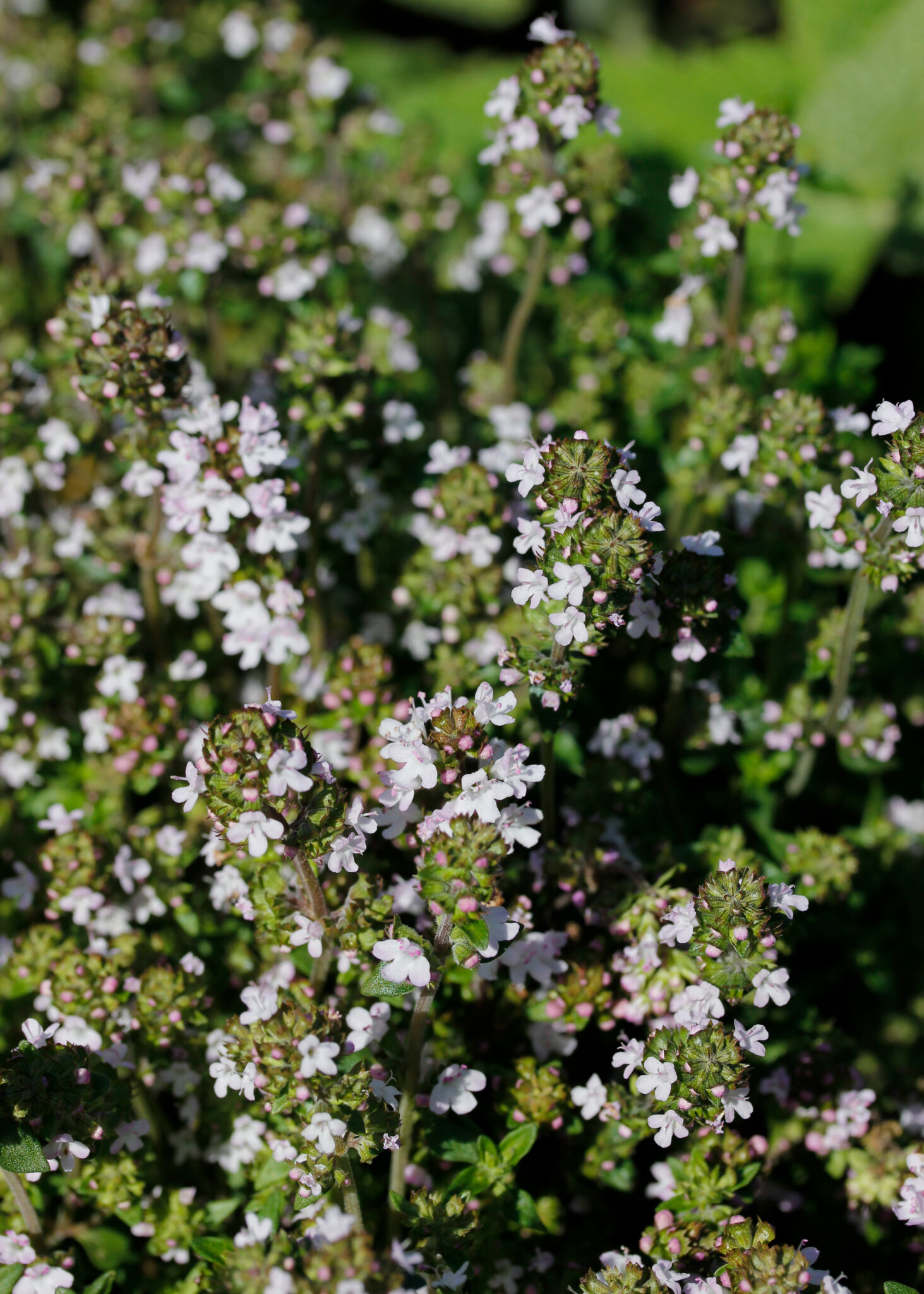 Timjami - Kotipuutarha