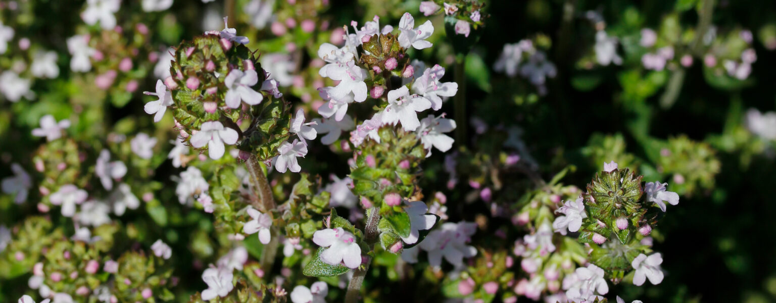 Timjami - Kotipuutarha