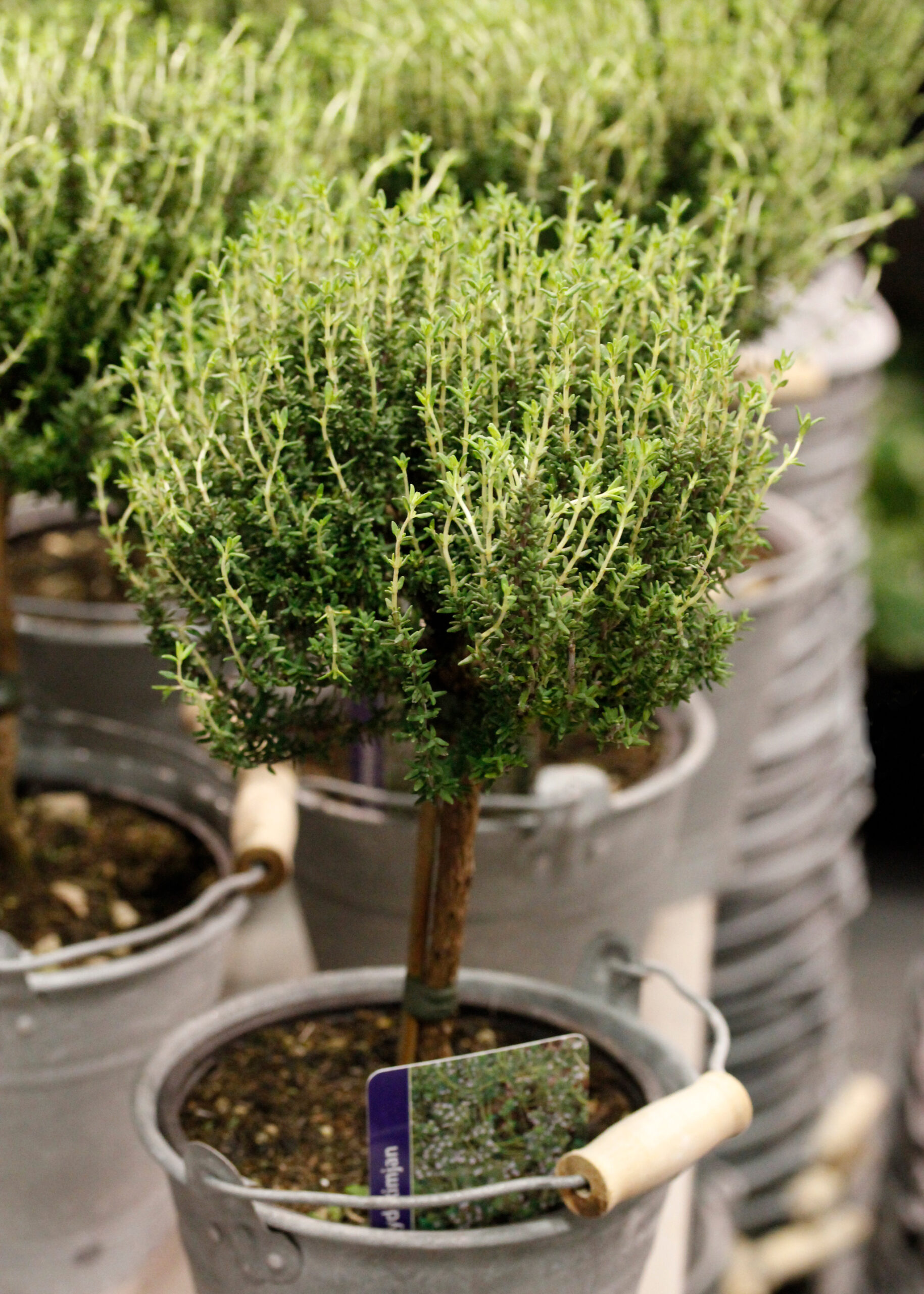 Timjami - Kotipuutarha