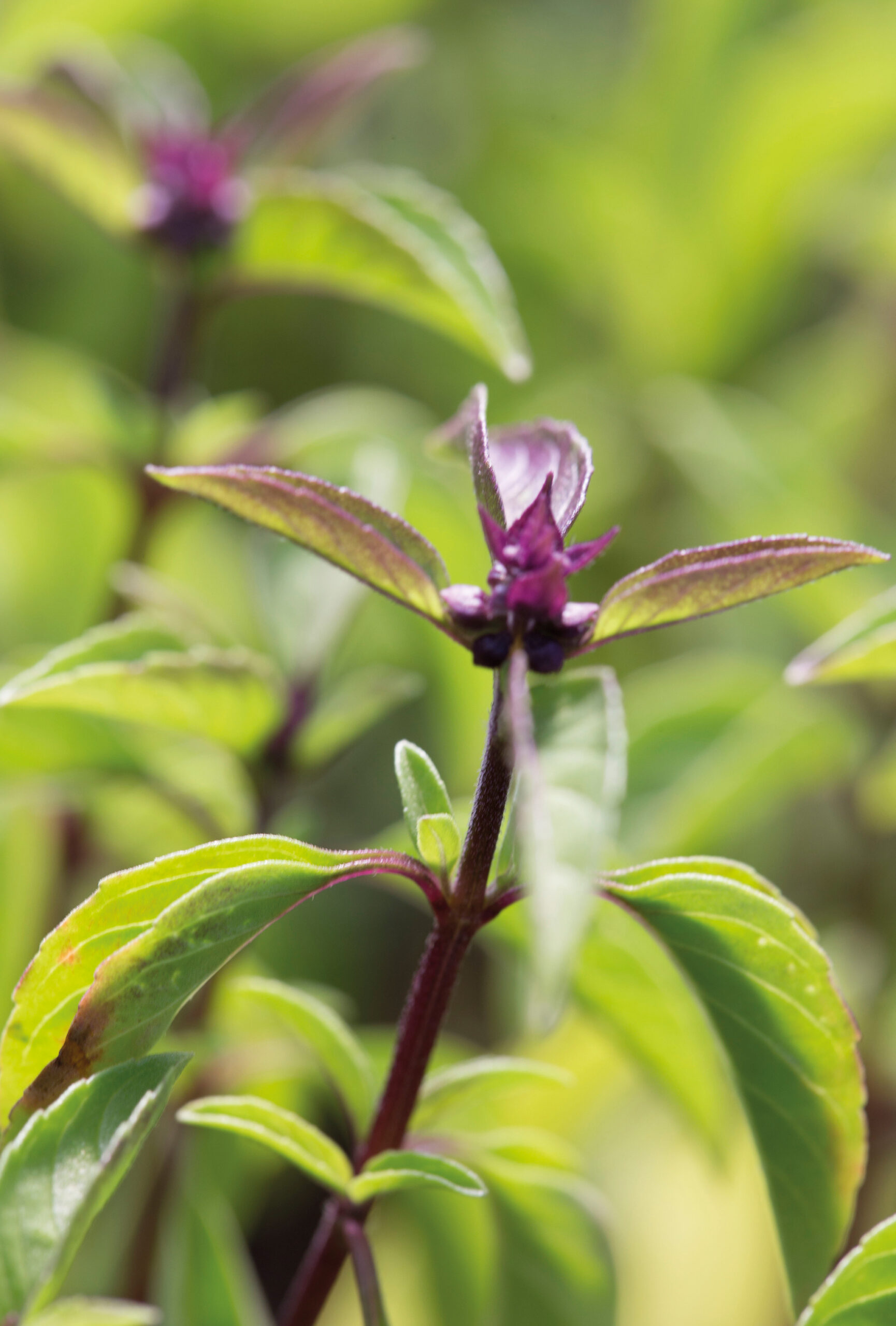 10 x basilika - Kotipuutarha