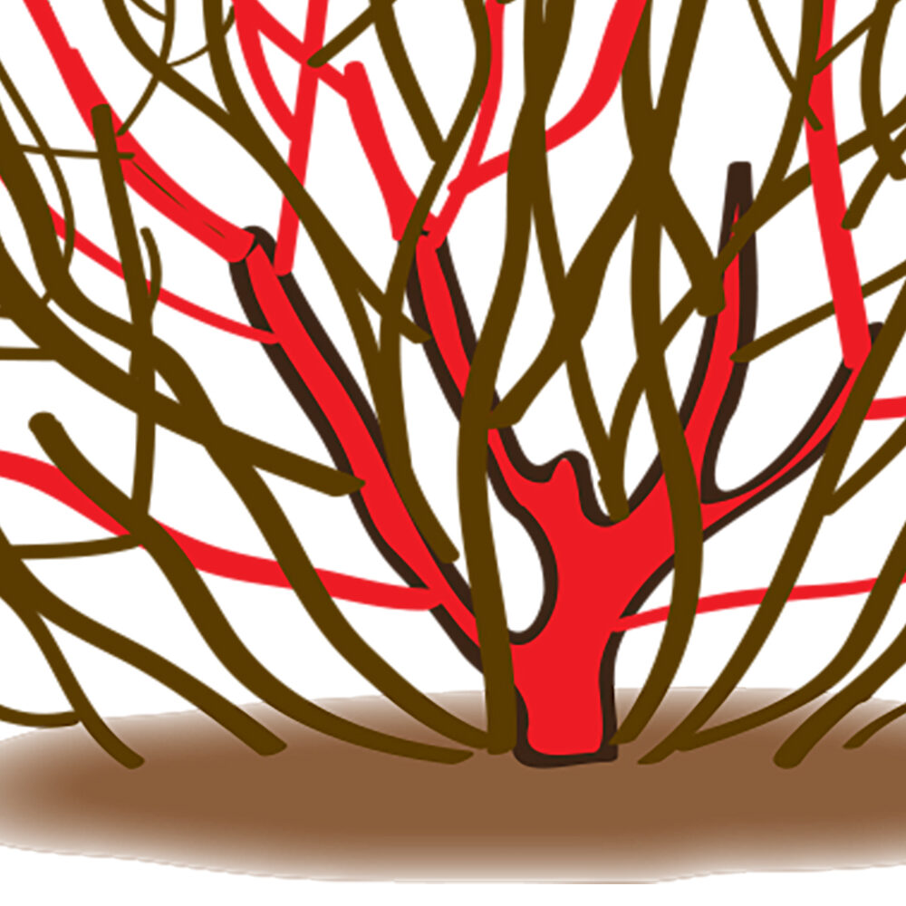 Rikkakasvit - Kotipuutarha