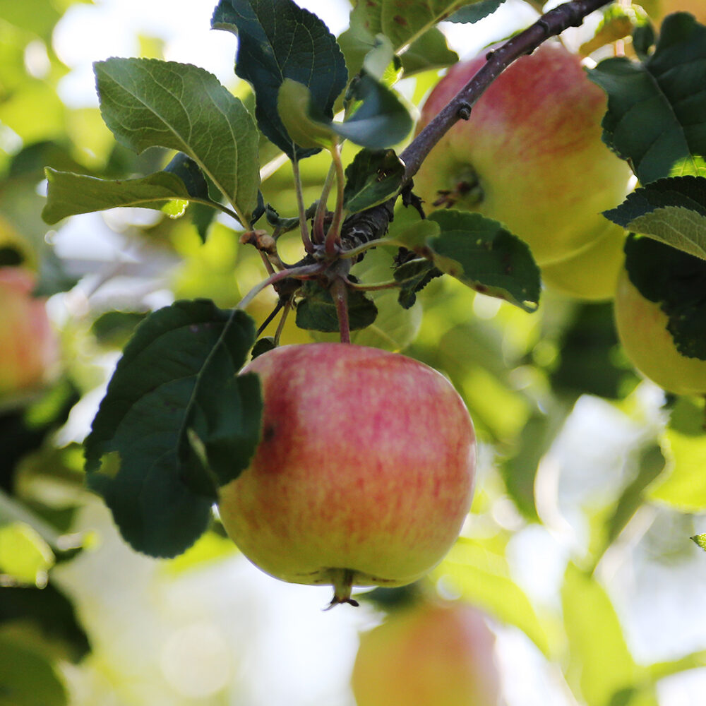 Rikkakasvit - Kotipuutarha