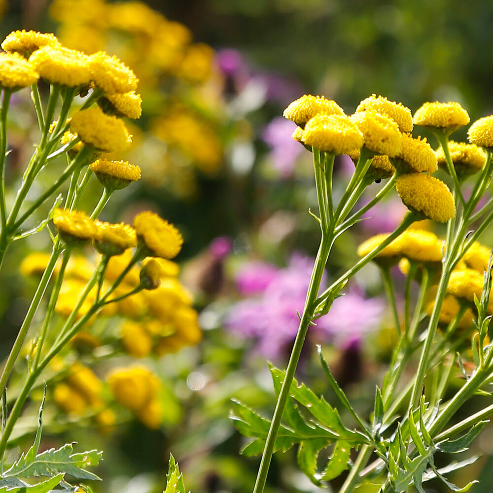 Rikkakasvit - Kotipuutarha