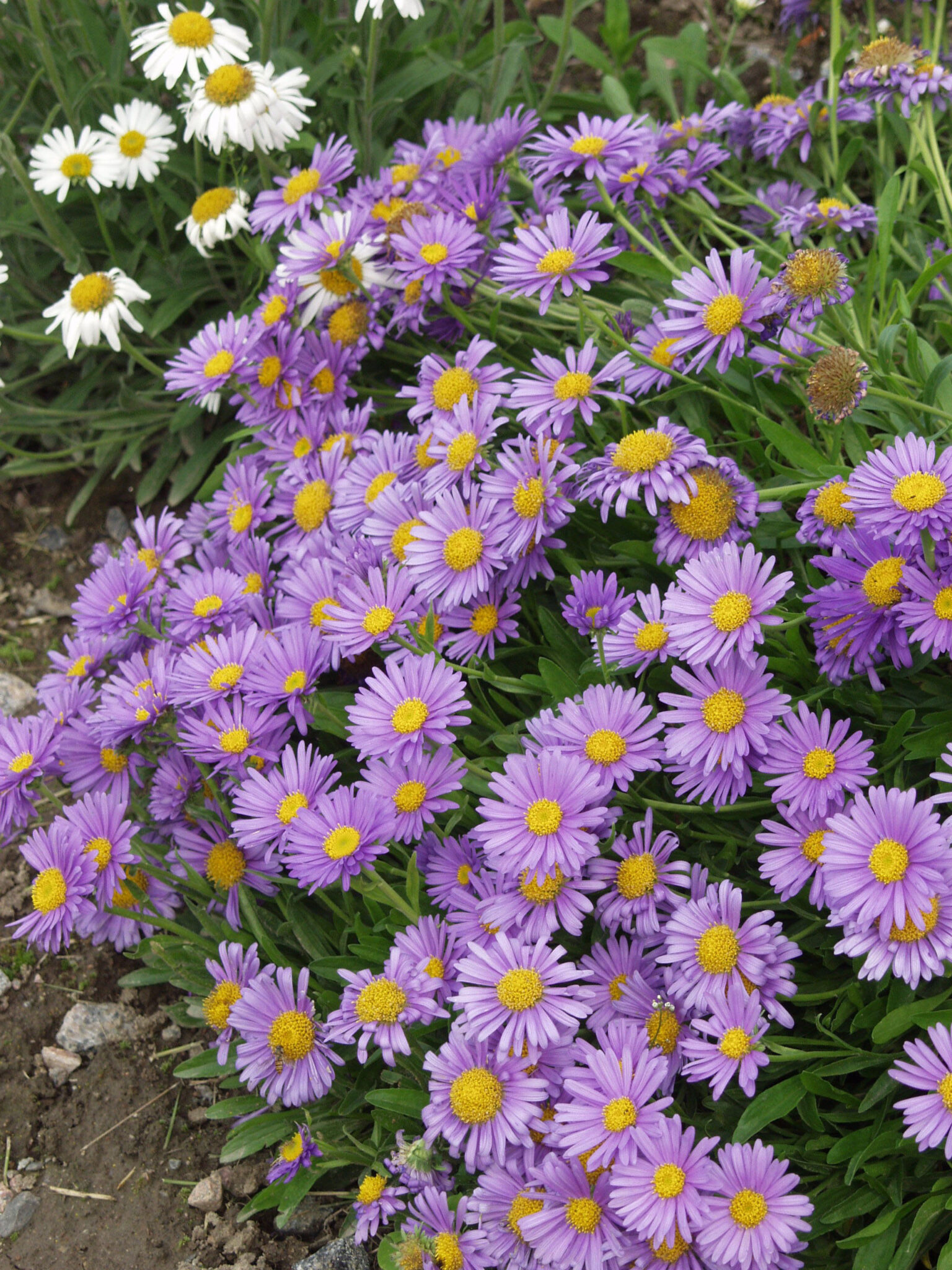 Asterit - Kotipuutarha