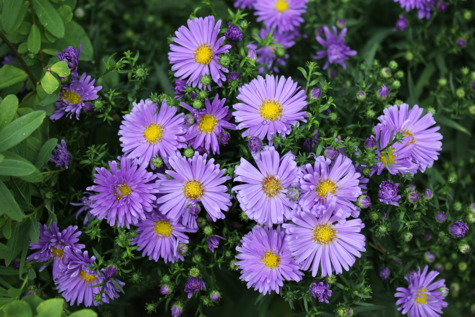 Asterit - Kotipuutarha