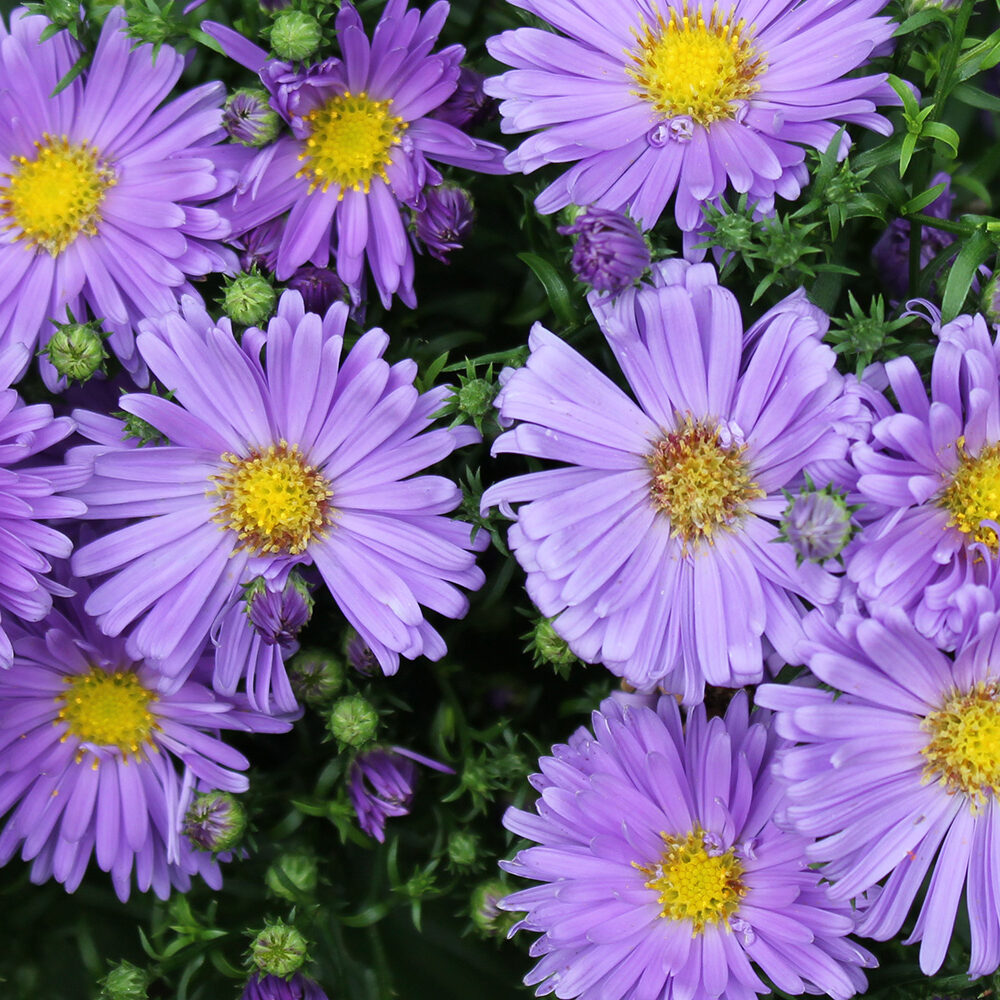 Daaliat - Kotipuutarha