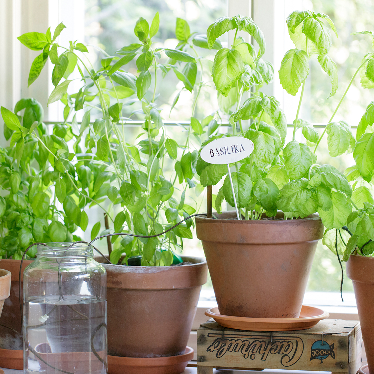 Kevään kylvökalenteri - Kotipuutarha