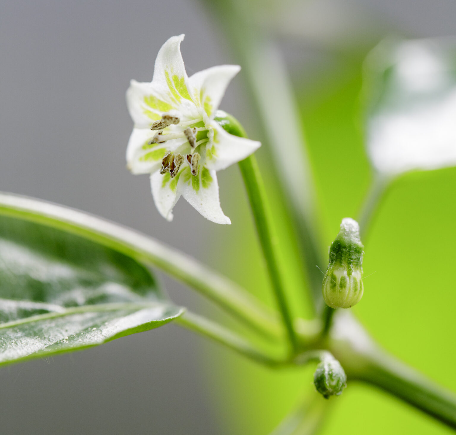 Chilin kasvatus - Kotipuutarha