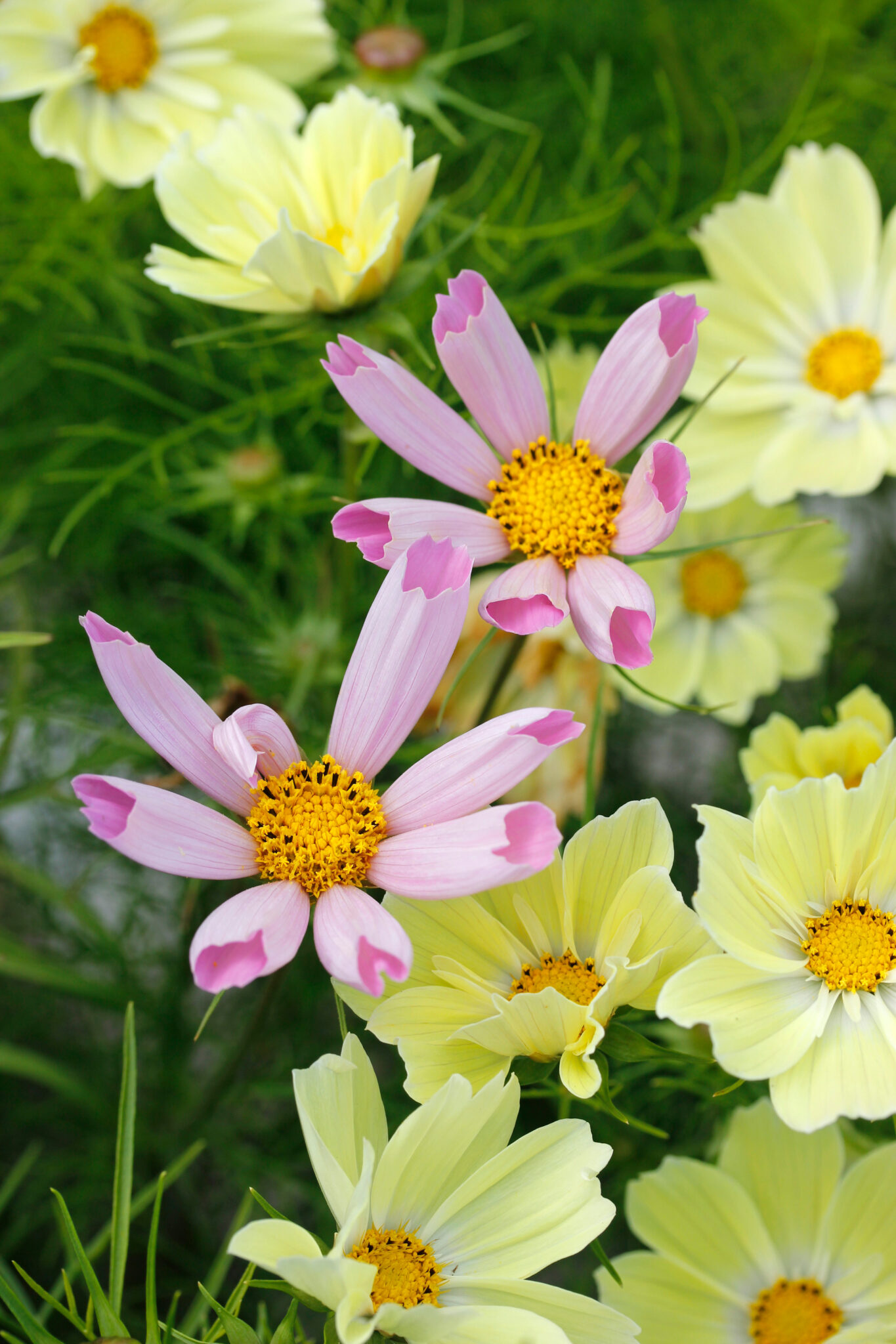 Kosmoskukat - Kotipuutarha