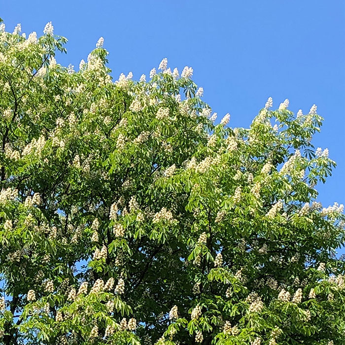 Haapa - Kotipuutarha