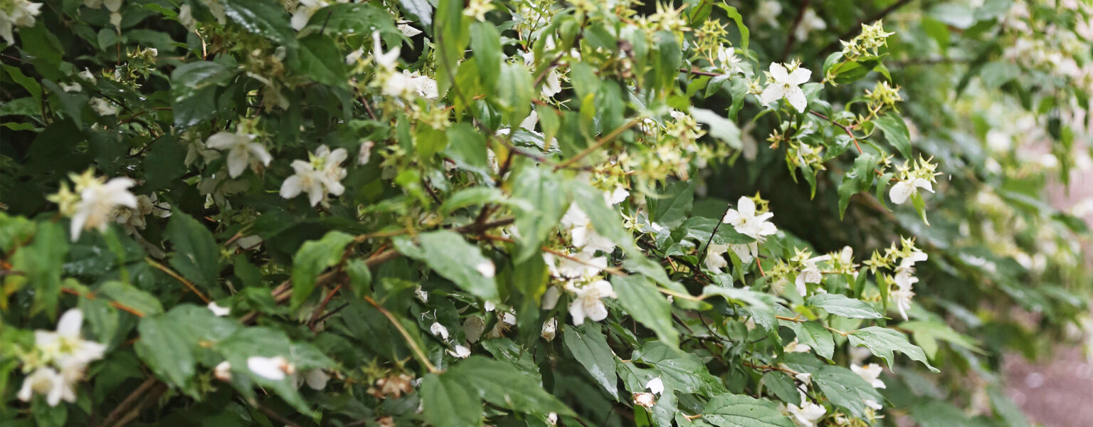 Jasmikkeet - Kotipuutarha