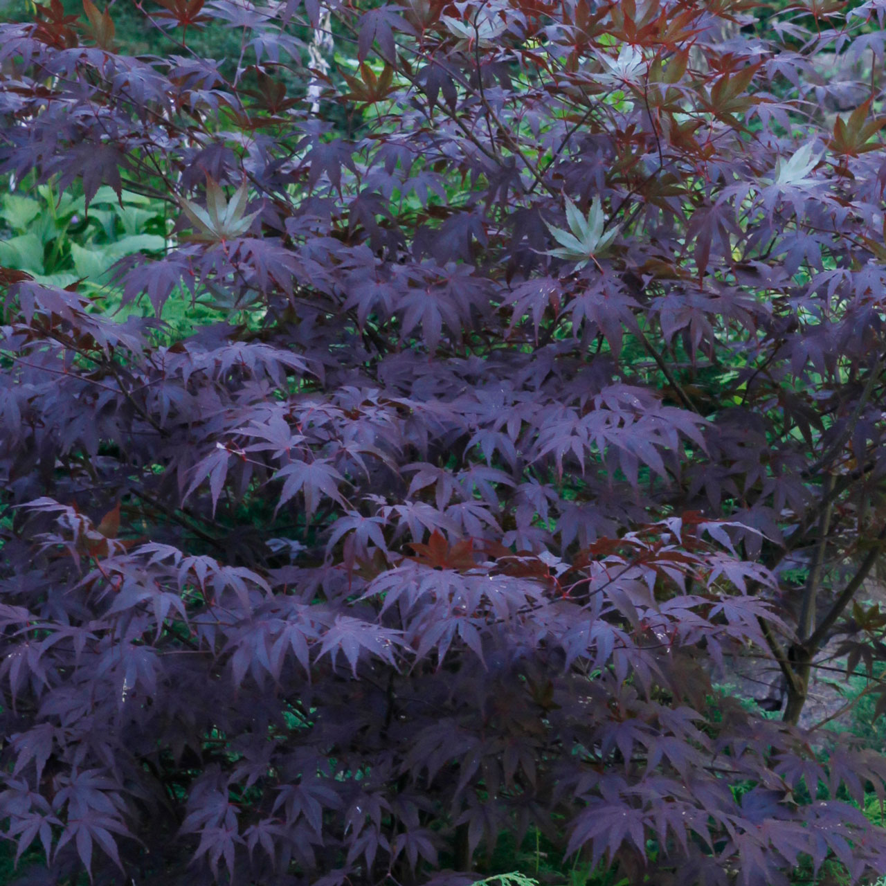 Haapa - Kotipuutarha