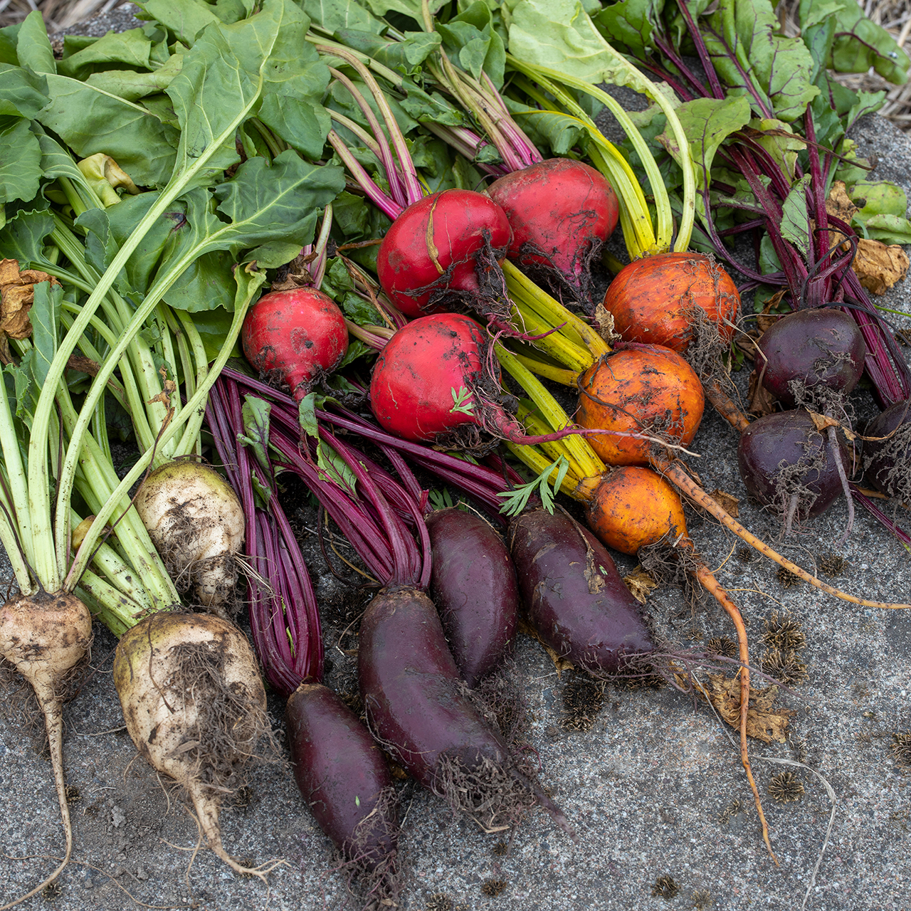 Juurekset arkistot - Kotipuutarha