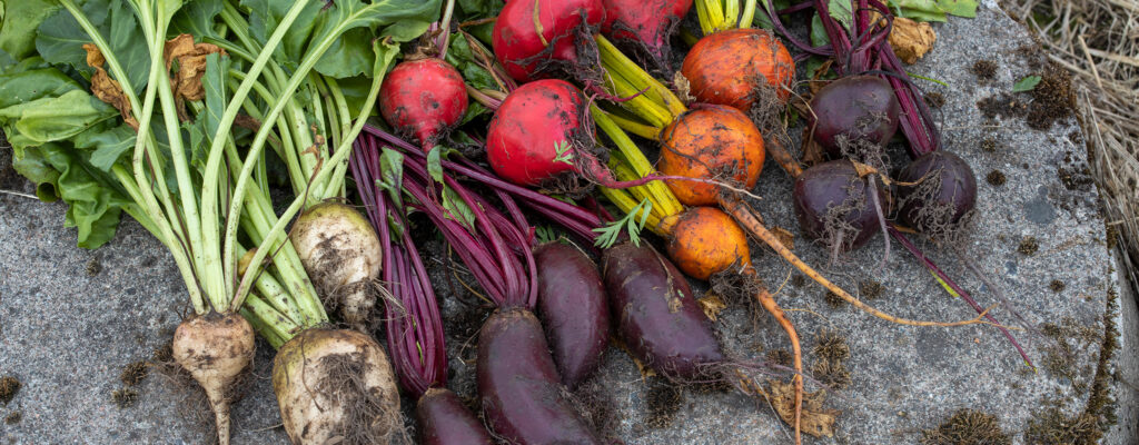 Juurekset arkistot - Kotipuutarha