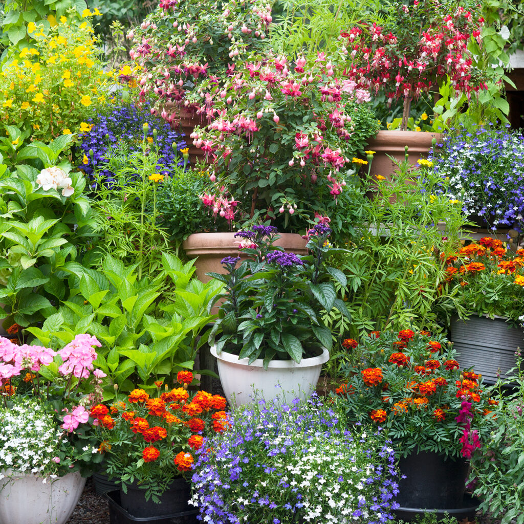 Laukat - Kotipuutarha