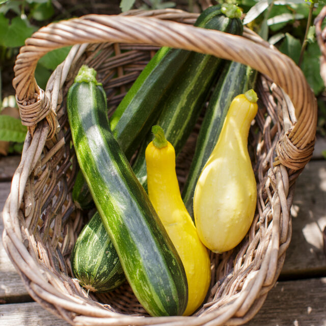 Laukat - Kotipuutarha